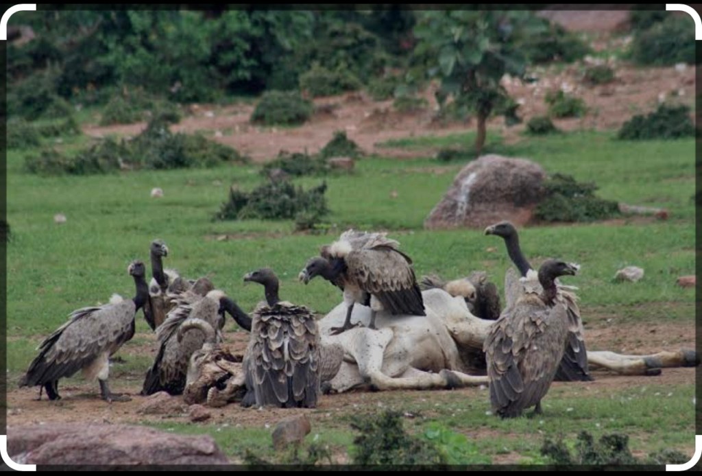 The Extinction of Vultures: A Threat to Eco Balance – SOCIAL PERSPECTIVES