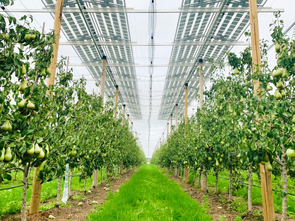 Harnessing the Sun: Agrivoltaics Revolutionizing Agricultural ...